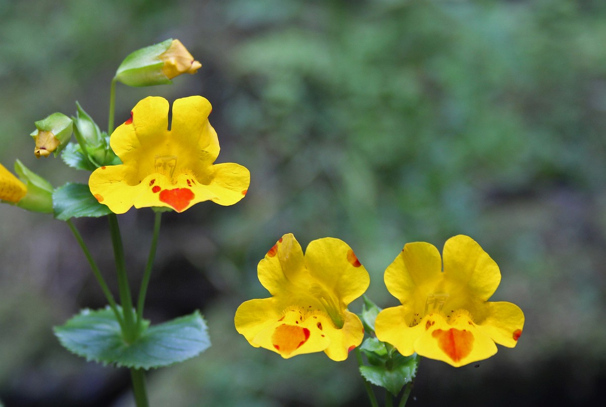 Mimulus Luteus
